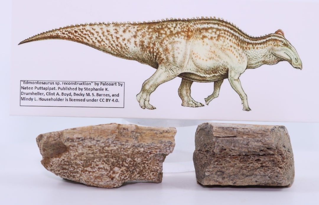 2 Edmontosaurus Fossil Rib Bone Pieces Hell Creek Formation South ...