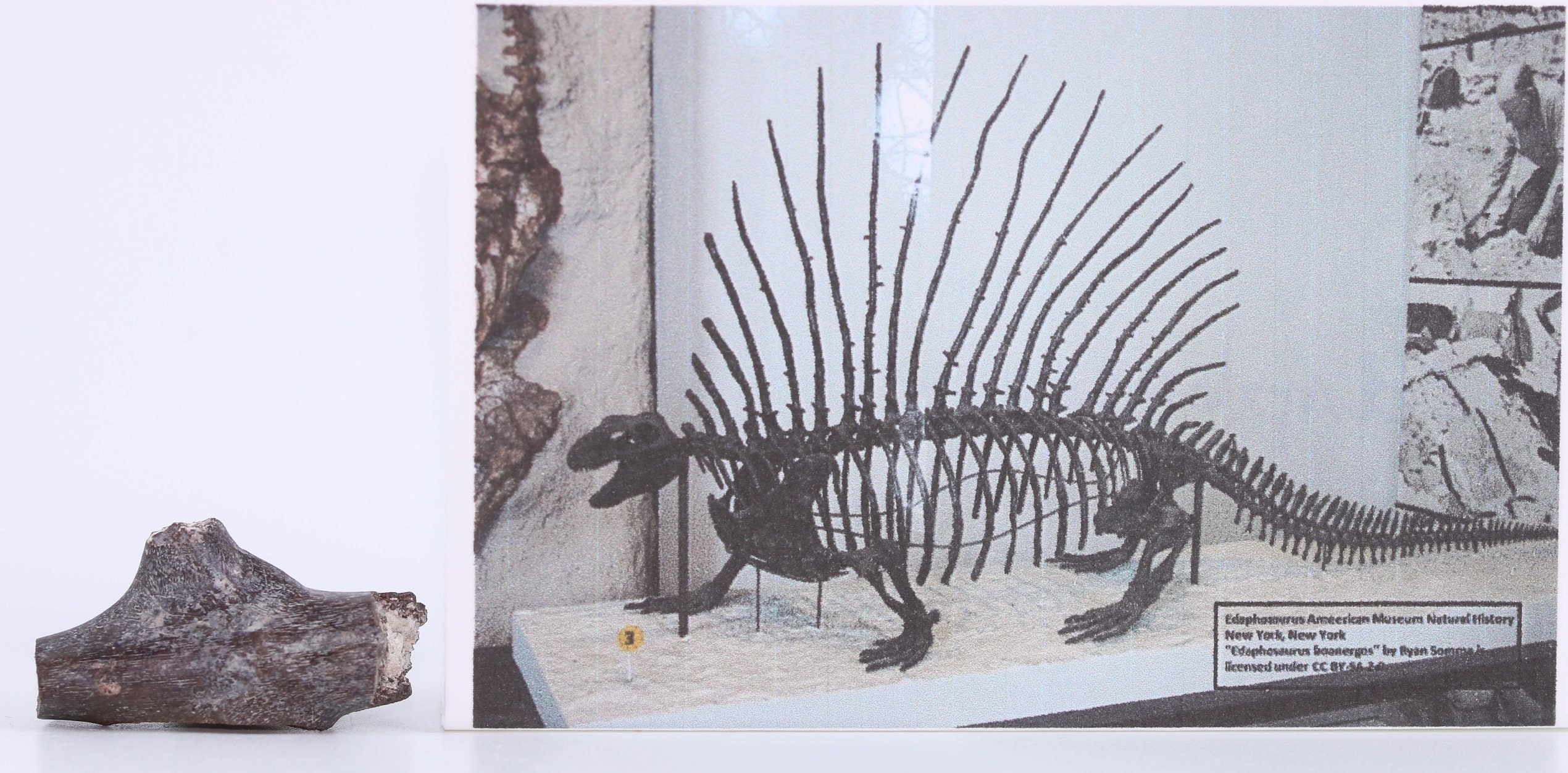 Edaphosaurus Fossil