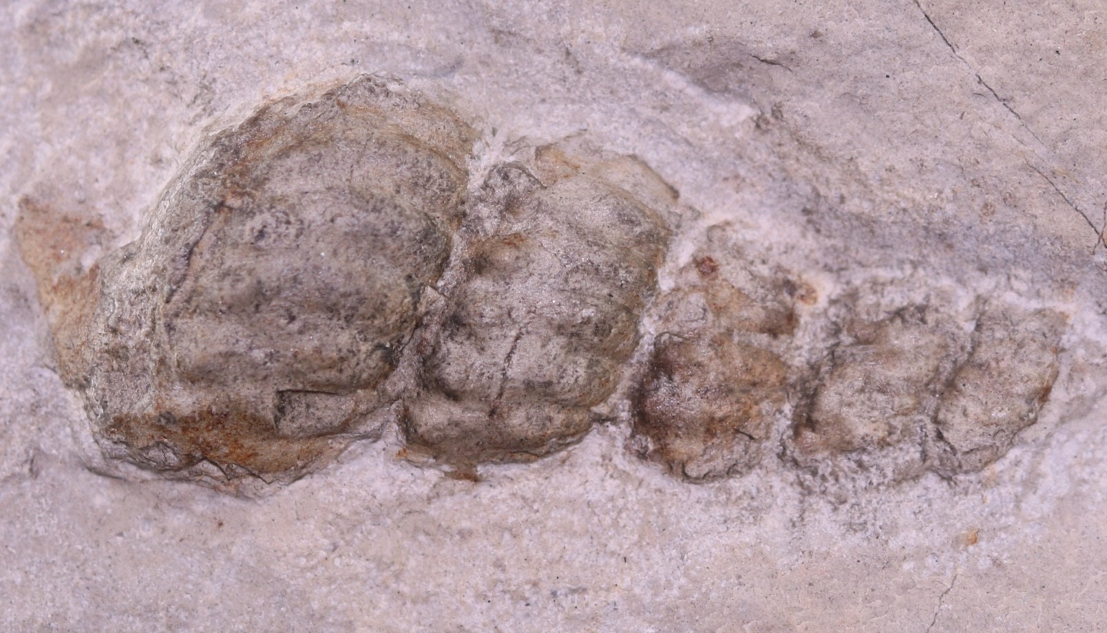 Fossil Rare Gastropod Turrilites Costatus Cretaceous La Mure - Etsy UK