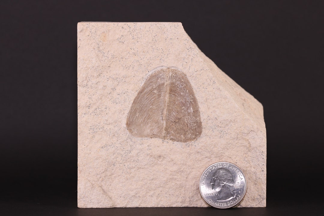 Large Superb Aptychus 40mm From Ammonite Jurassic Solnhofen Germany COA ...