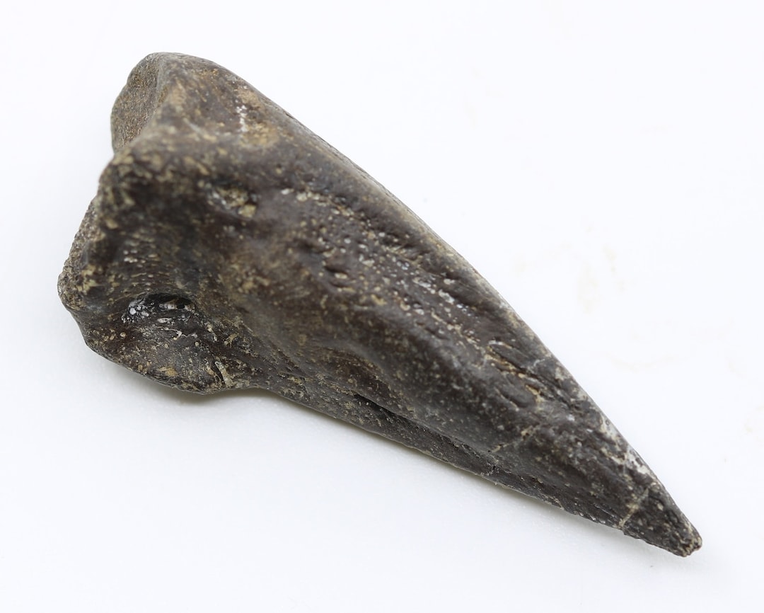 Fossil Soft Shell Turtle Trionyx Claw 1.6" Hell Creek South Dakota SD ...