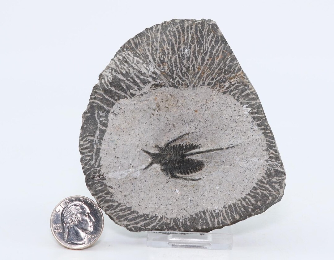 Great Devil Horned Cyphaspis Walteri Trilobite Devonian 400 Mya Morocco ...