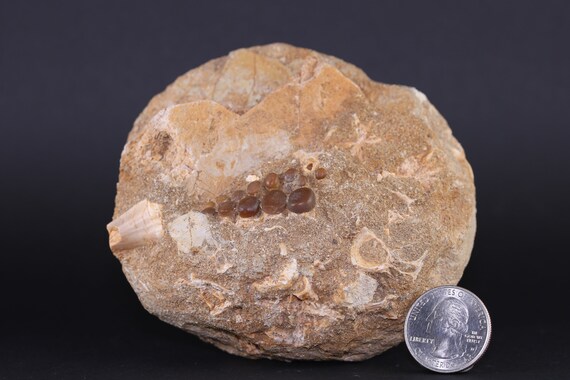 Fossil Fish Phacodus Punctatus Pycnodont Grinding Teeth | Etsy