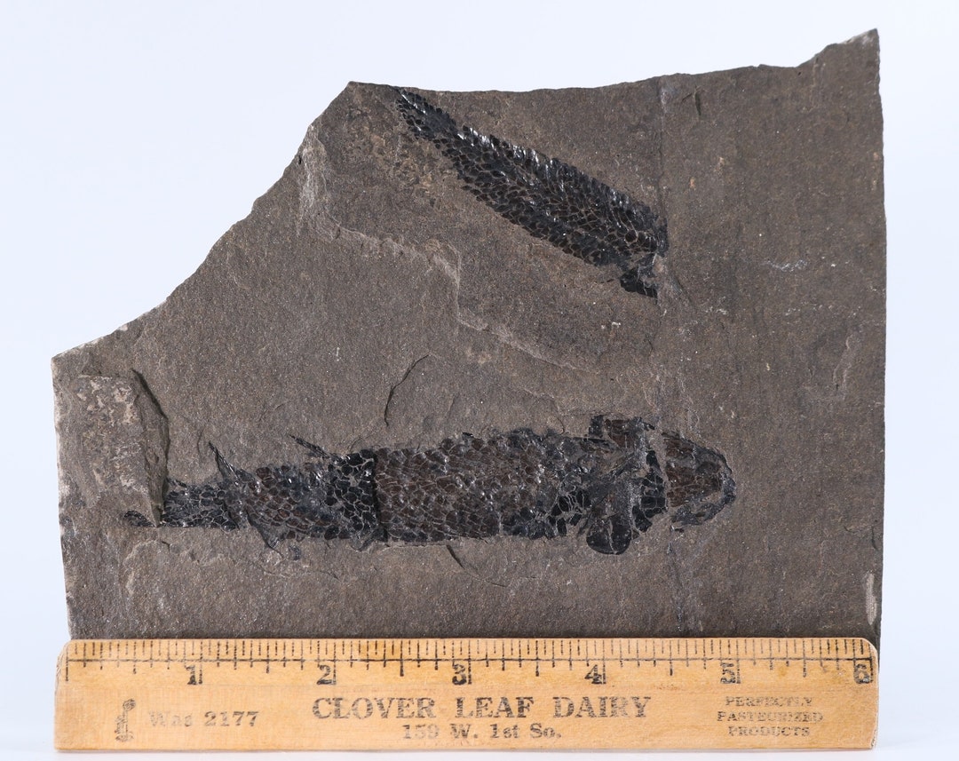 3 Detailed Osteolepis Lepidotus Fossil Fish Devonian, Orkney, UK COA ...