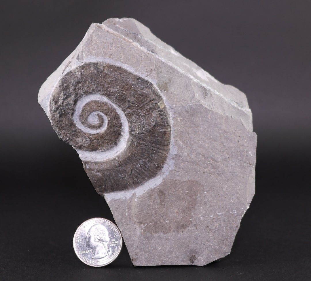 Large Rare Ammonite Crioceratites Duvali Cretaceous France COA 3736 ...