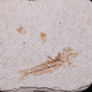 2 Fossil Lanternfish Lampanyctus Miocene LA California CA COA 6479 - Etsy