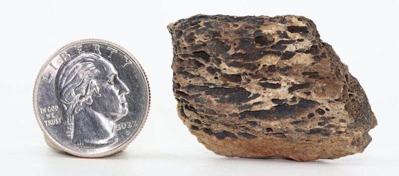 Tyrannosaurus Rex T Rex Fossil Bone With Trabecular Hell Creek ...