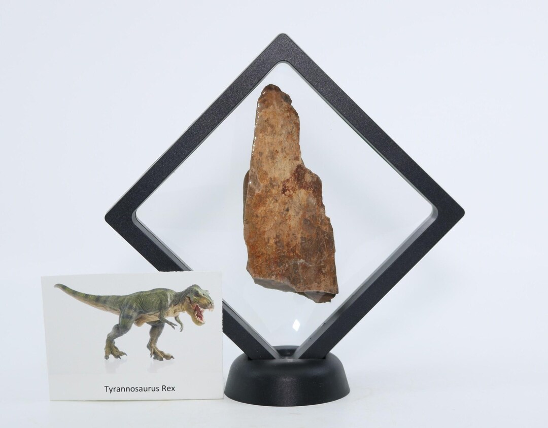Tyrannosaurus Rex T Rex 3.84" Fossil Femur Section Hell Creek Formation ...