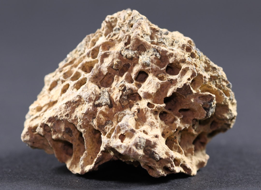Fossil Dinosaur Tyrannosaurus T Rex Leg Piece W Trabecular South Dakota ...