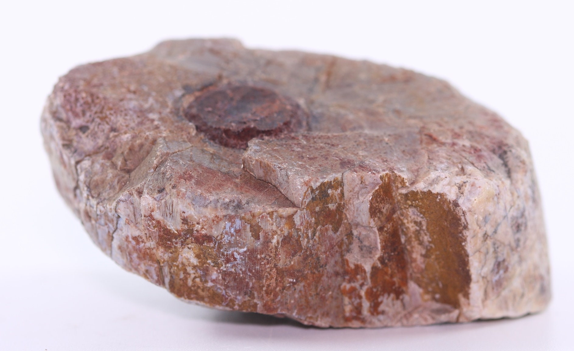 Fossil Dinosaur Allosaurus Rib Piece Jurassic Morrison Fm. - Etsy