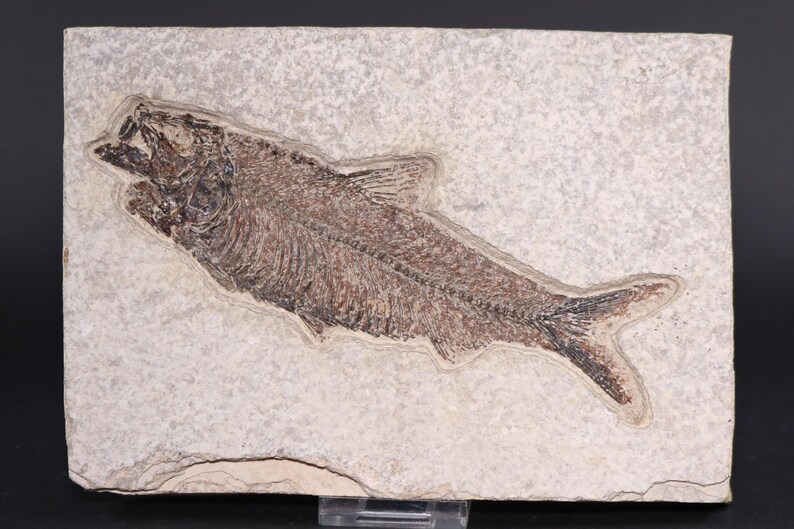 6.1" Knightia Eocaena Fossil Fish Fossil Lake Green River Formation ...