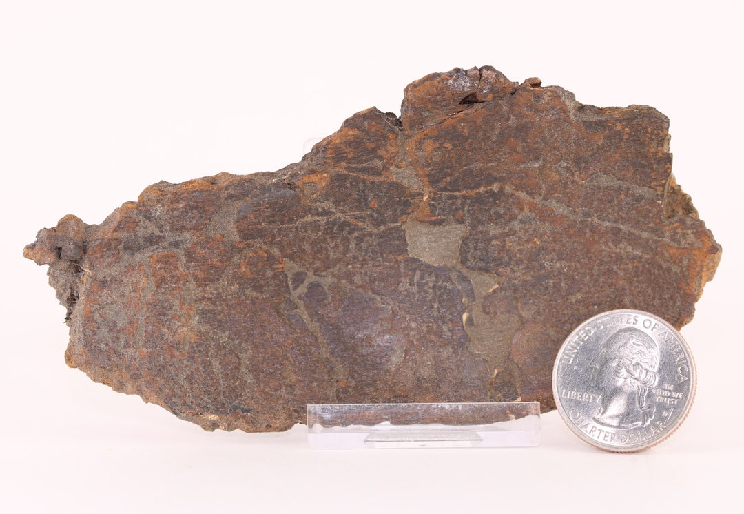 Fossil Dinosaur Tyrannosaurus Rex T Rex Distal Part Scapula Hell Creek ...