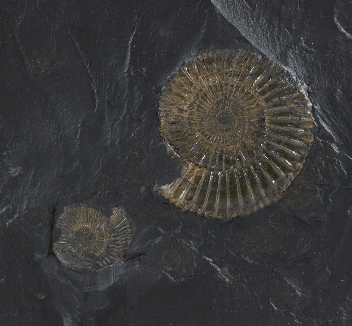 Fossil Dactylioceras Ammonites 6.9 Plate Jurassic - Etsy