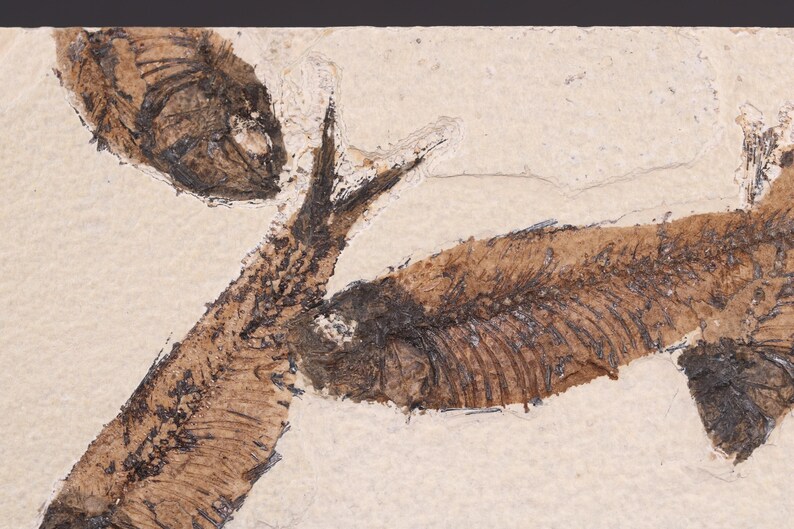 3 Knightia Eocaena Fossil Fish Fossil Lake Green River Formation ...