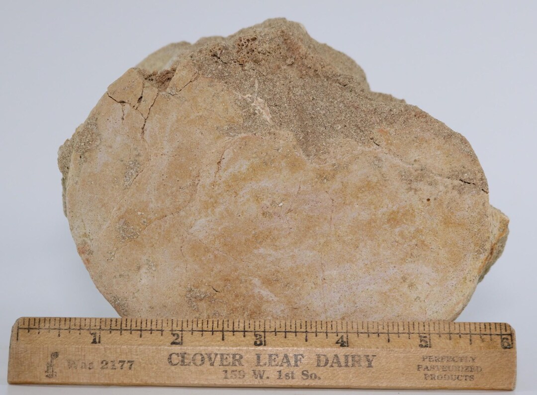 Giant Mosasaurus Fossil Vertebra 5.85" 148.6mm Cretaceous Khouribga ...
