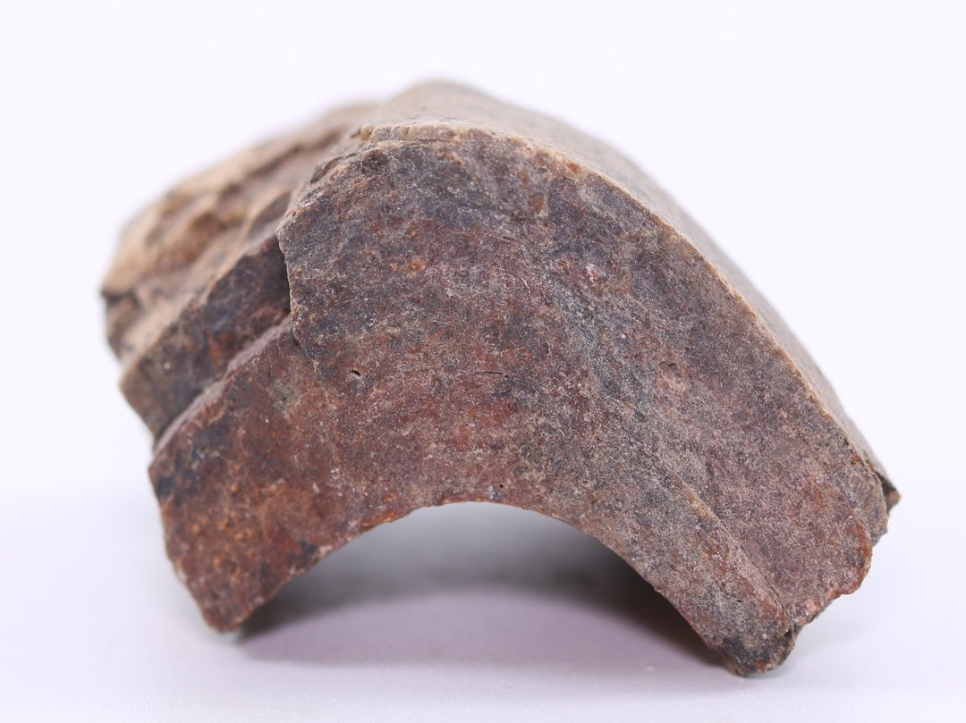 Fossil Dinosaur Allosaurus Fibula Pc. Jurassic Morrison Fm. Utah UT COA ...