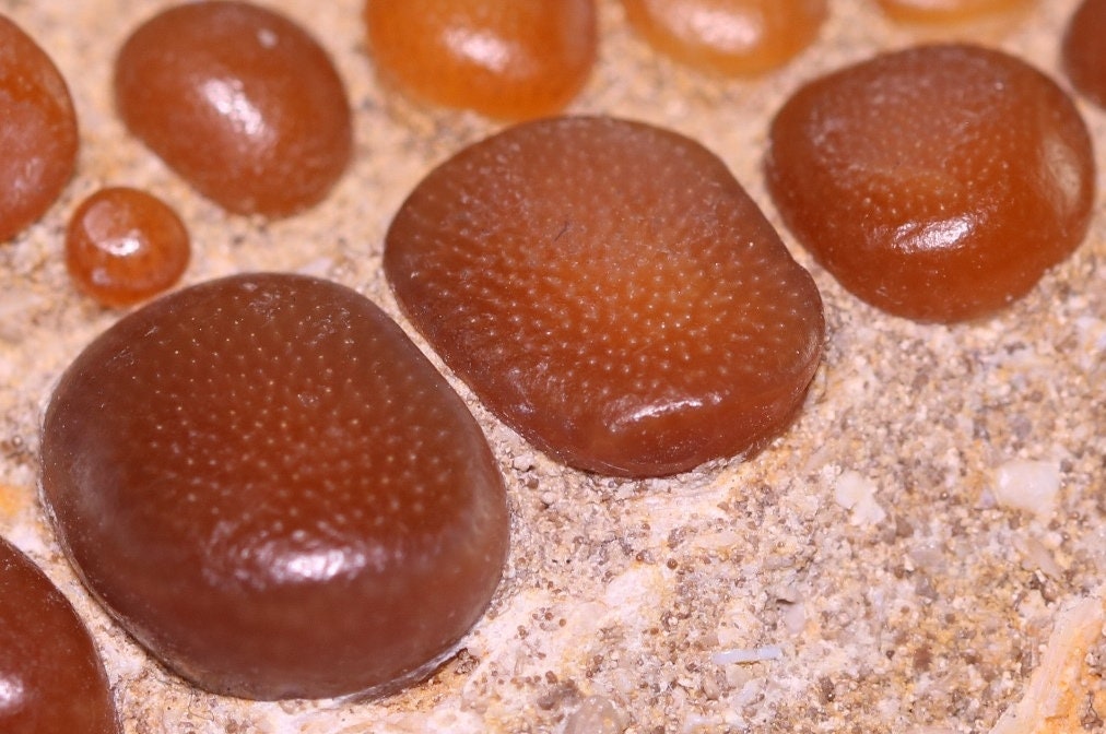 Fossil Fish Phacodus Ray-finned Punctatus Pycnodont Teeth - Etsy