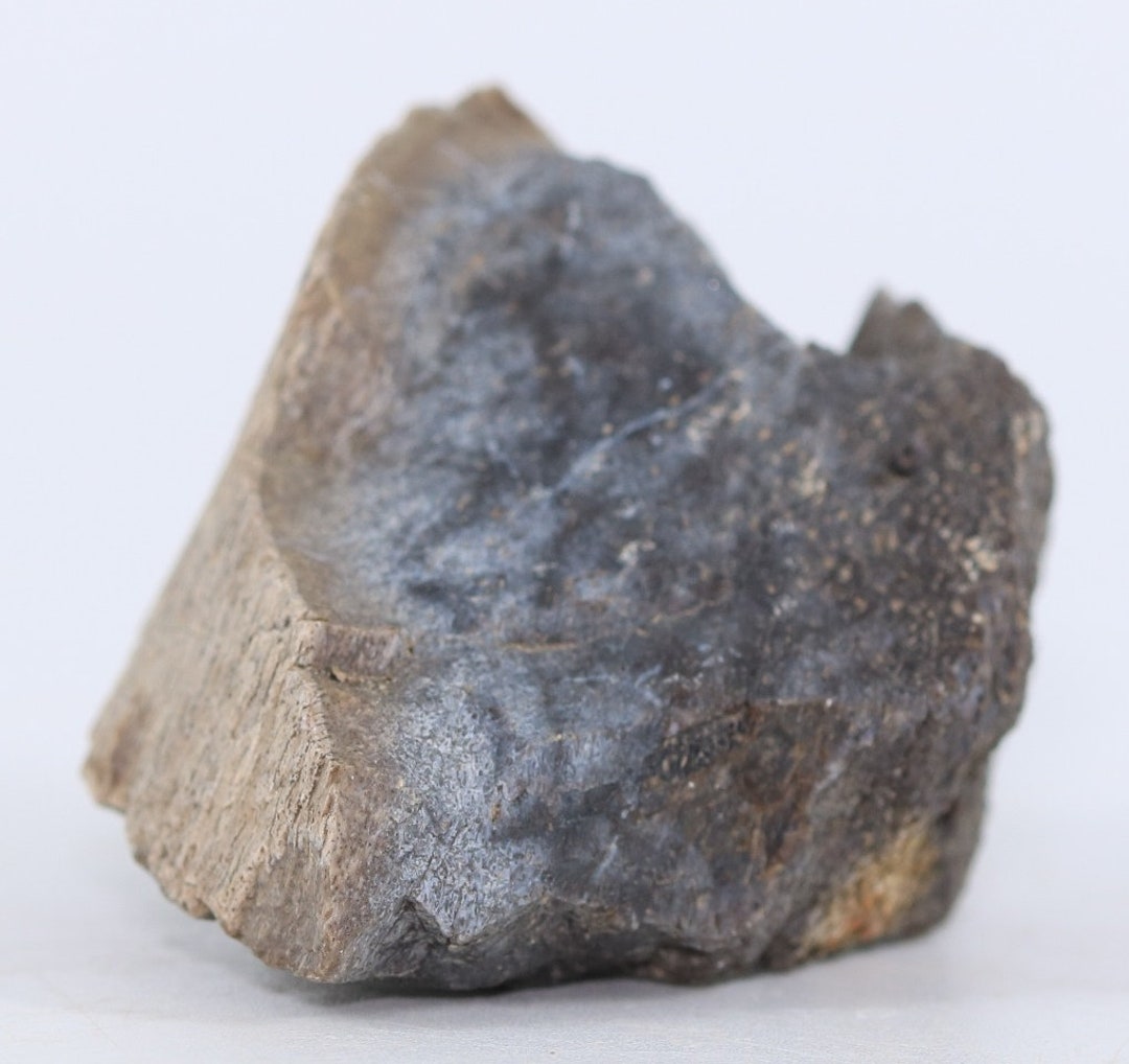 Superb Tyrannosaurus Rex T Rex Limb Bone Hell Creek Formation South ...