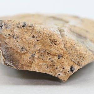 Tyrannosaurus Rex T Rex Fossil Leg Bone Pc. Hell Creek Formation South ...