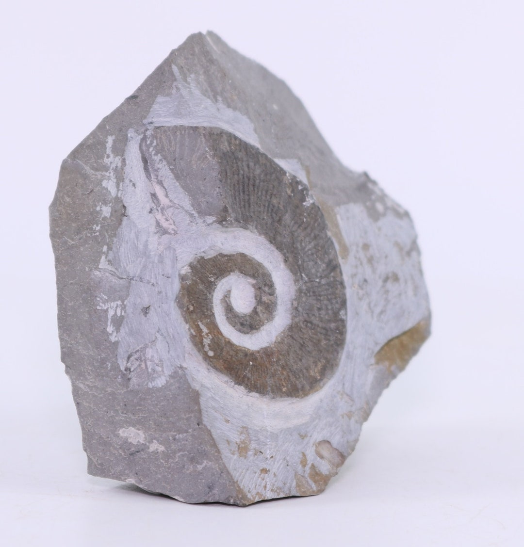 Fossil Ammonite Crioceratites Duvali Devonian Nyons France COA 5850 - Etsy
