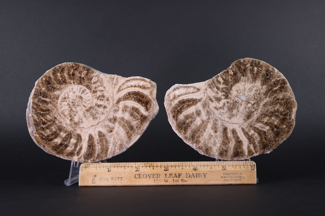 Fossil Goat Horn Ammonite Polished Split Down Middle 12.2cm. Morocco ...
