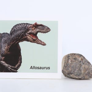 Allosaurus Dinosaur Fossil Rib Piece Jurassic Morrison Formation ...