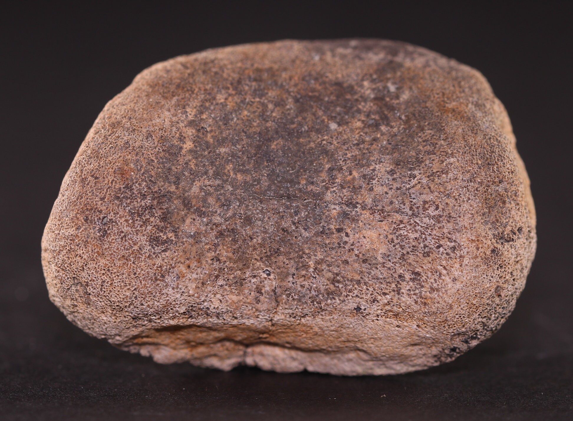 Fossil Dinosaur Hadrosaur Toe Bone phalange Horseshoe Canyon | Etsy