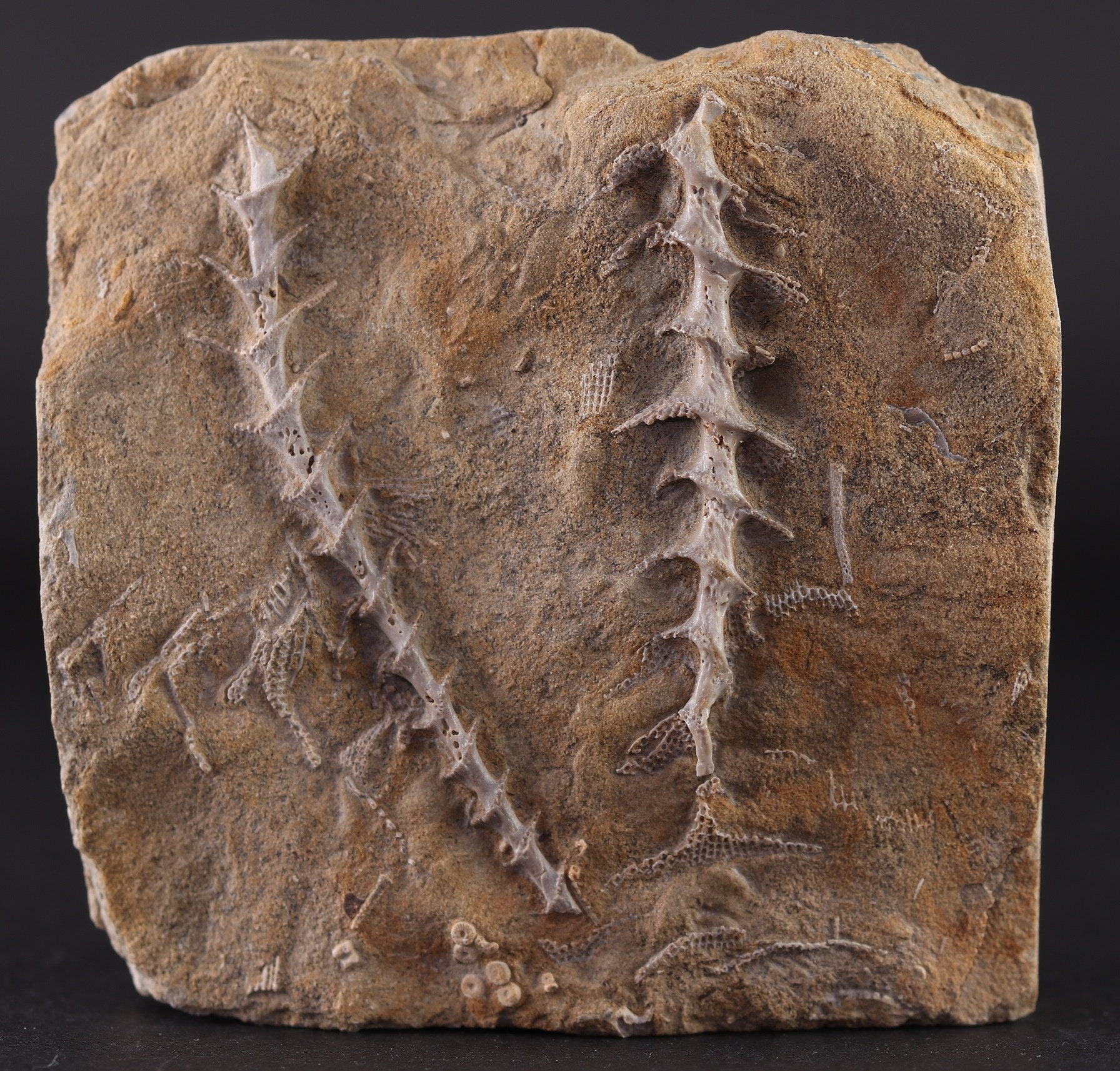 Archimedes Screw Fossil