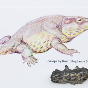 Cacops Jaw Pc. Early Permian Amphibian Fossil Comanche Co. Oklahoma OK ...