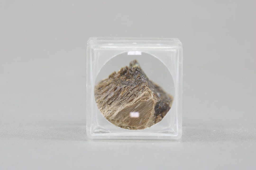 Small Tyrannosaurus Rex T Rex Fossil Bone in Magnifier Lance Creek ...