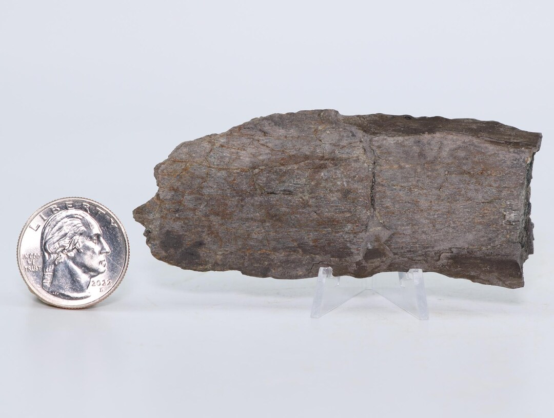 Apatosaurus Dinosaur Sauropod Fossil Partial Gastralia Bone Jurassic ...