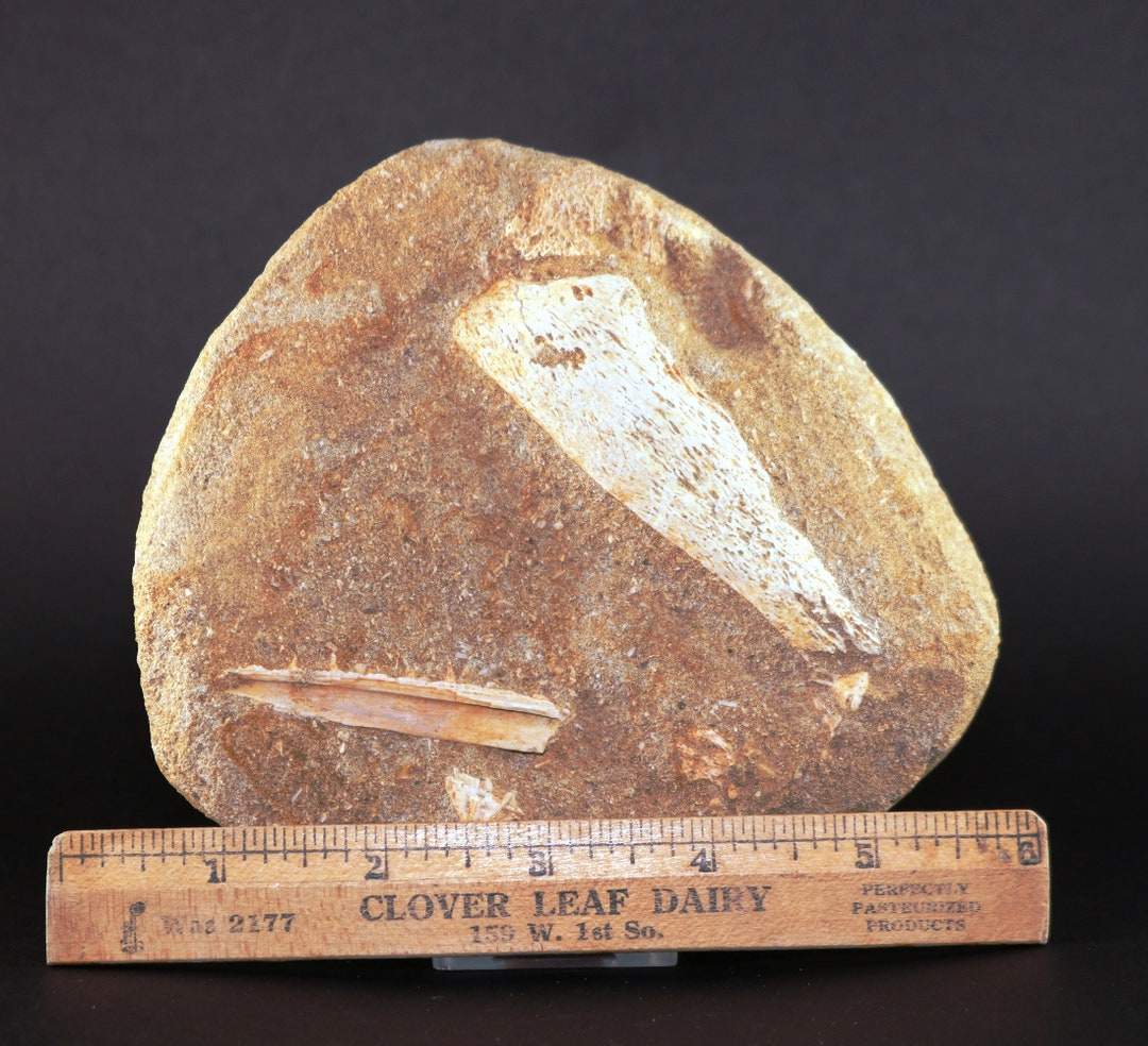 Fossil Fish Enchodus Jaw Section Teeth Vertebra Etc Cretaceous ...
