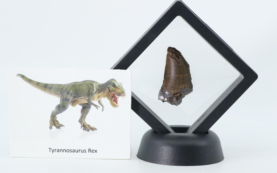 Tyrannosaurus Rex T Rex Fossil Tooth No Restoration Nice Tip Some ...