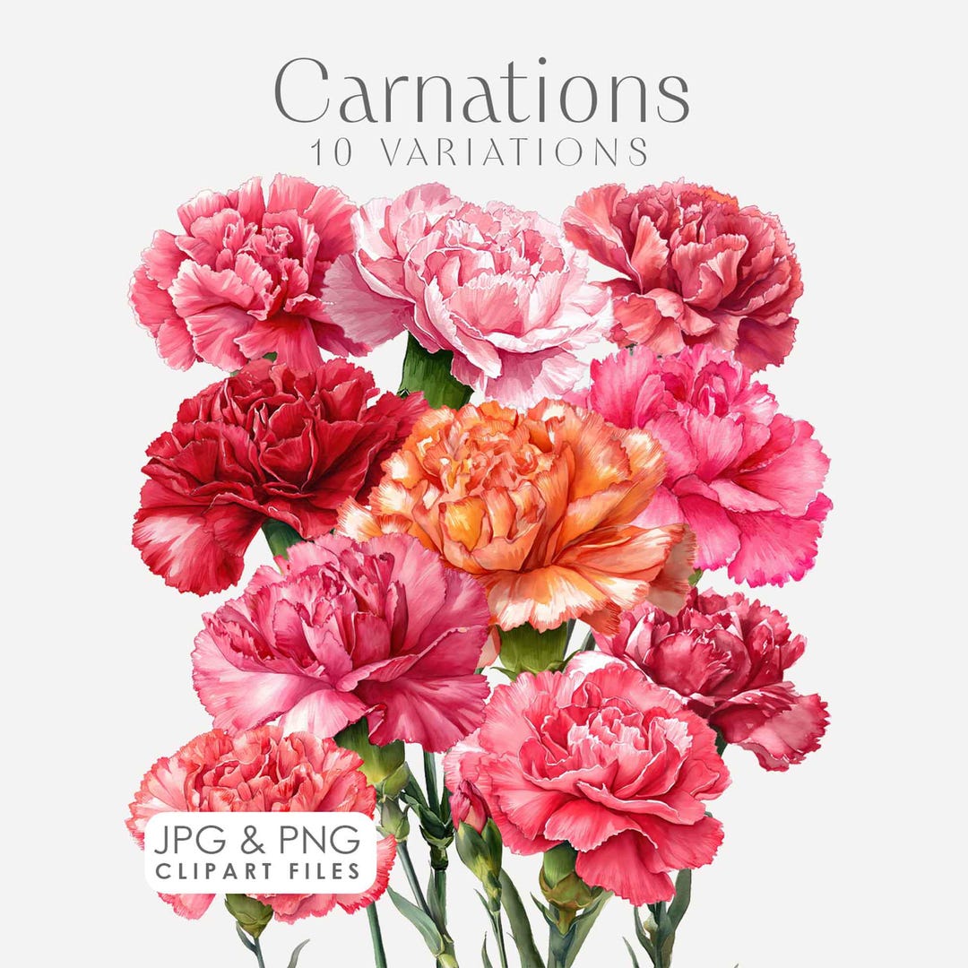 January Birth Flower Carnation Clipart | Watercolor Floral Bundle ...