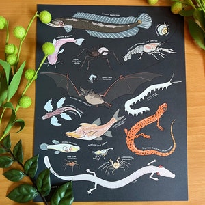 Cave Critters Art Print - Etsy