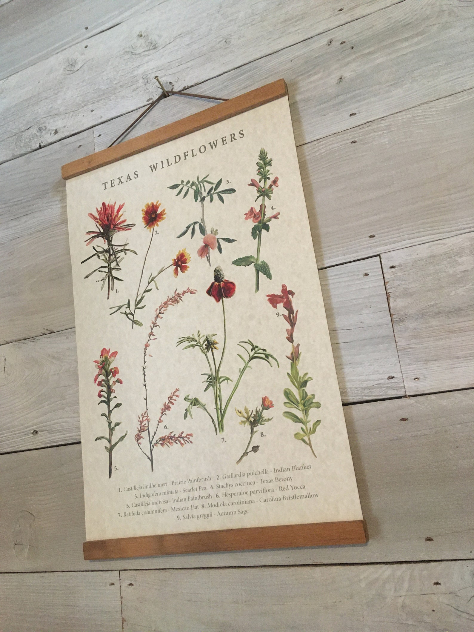 Botanical Texas Red Wildflower Poster - Etsy