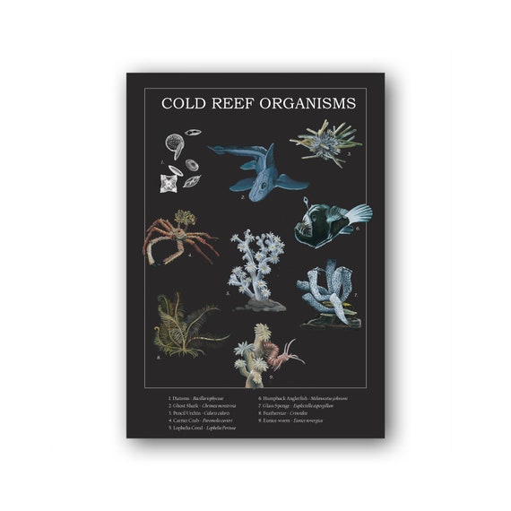 Botanical Poster Deep Sea Creatures | Etsy