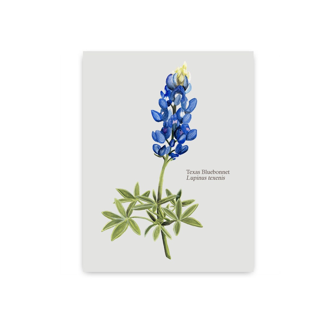 Botanical Blue Bonnet Print - Etsy