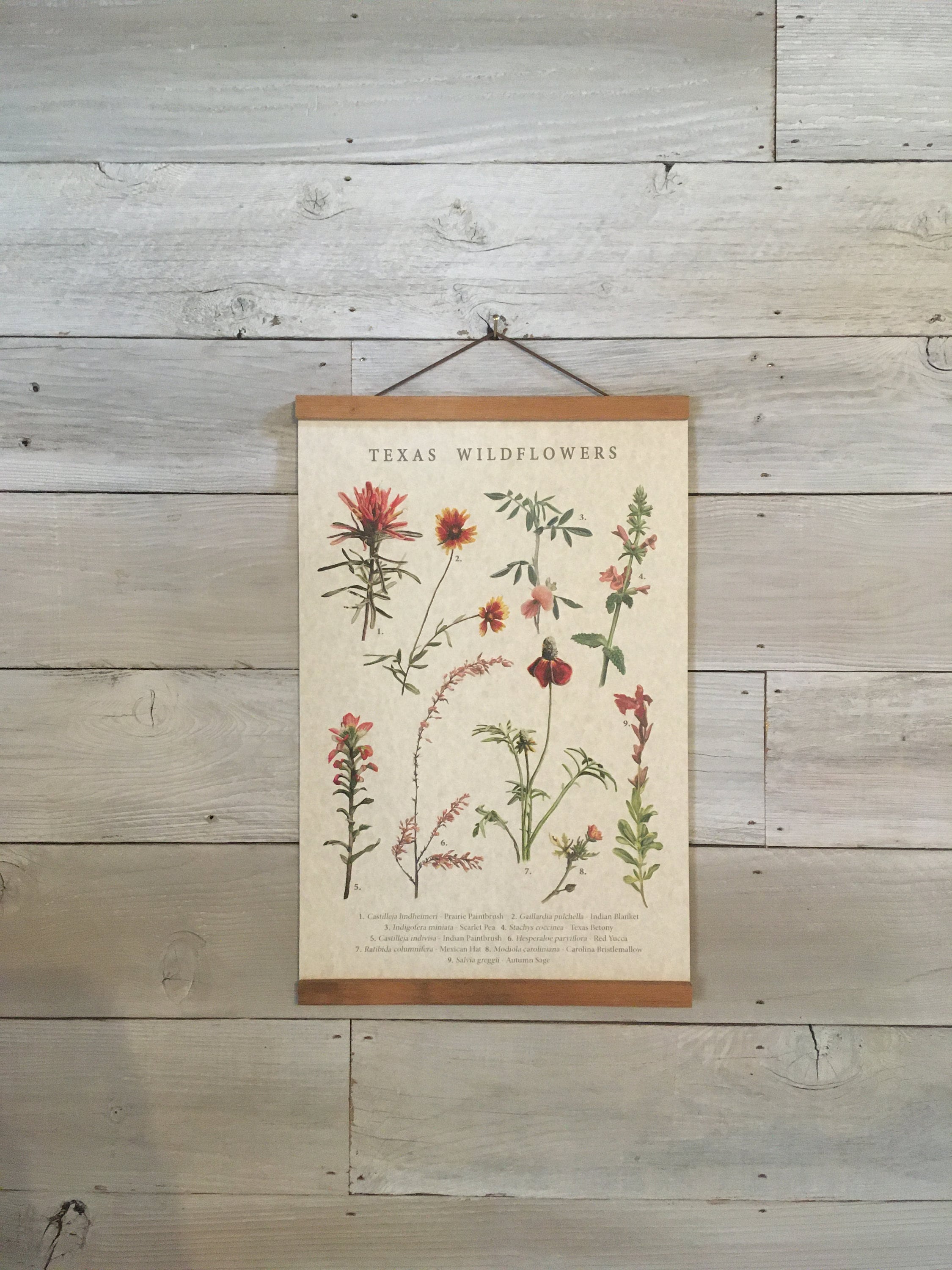 Botanical Texas Red Wildflower Poster - Etsy