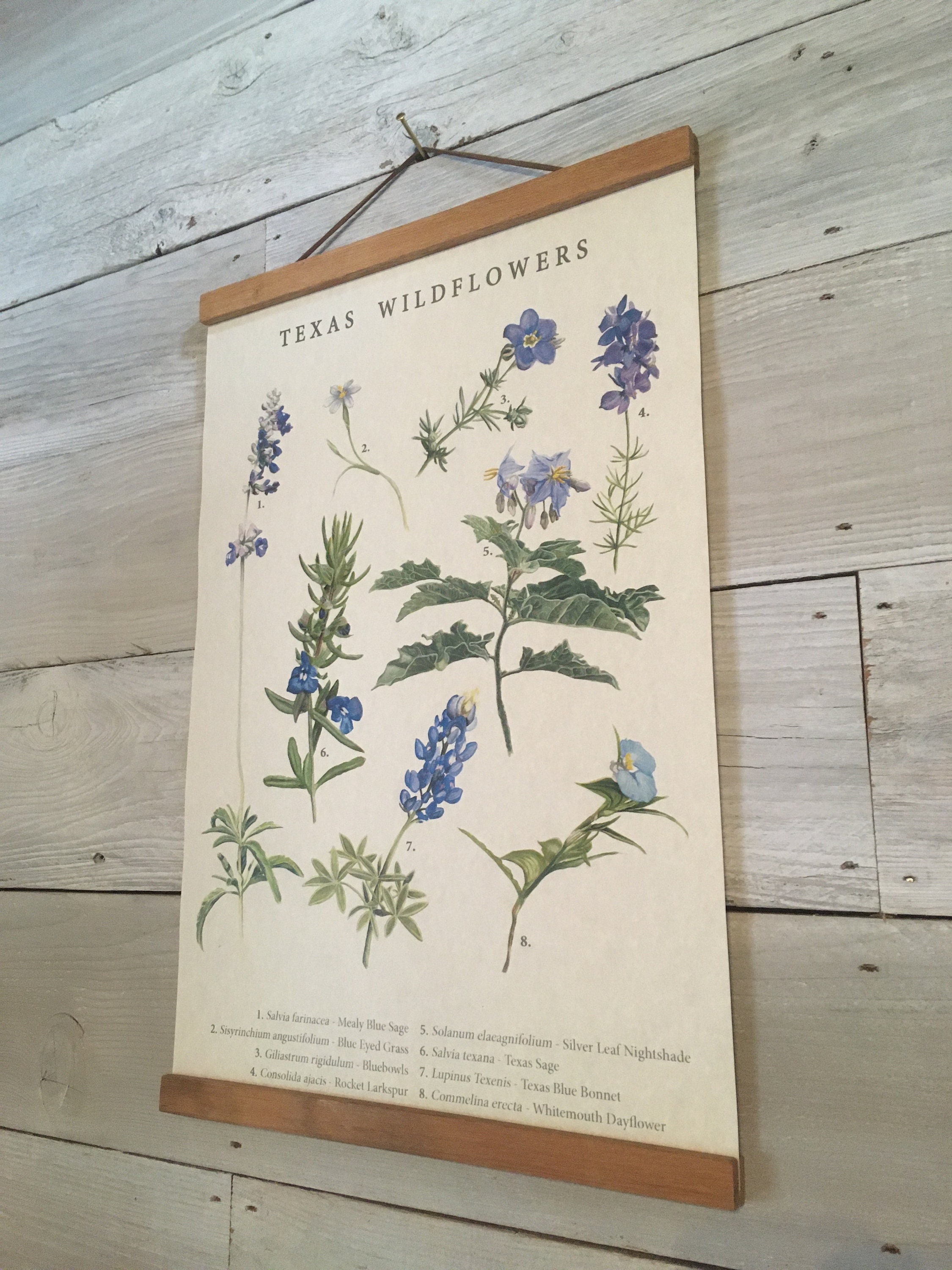 Botanical Blue Texas Wildflower Poster - Etsy