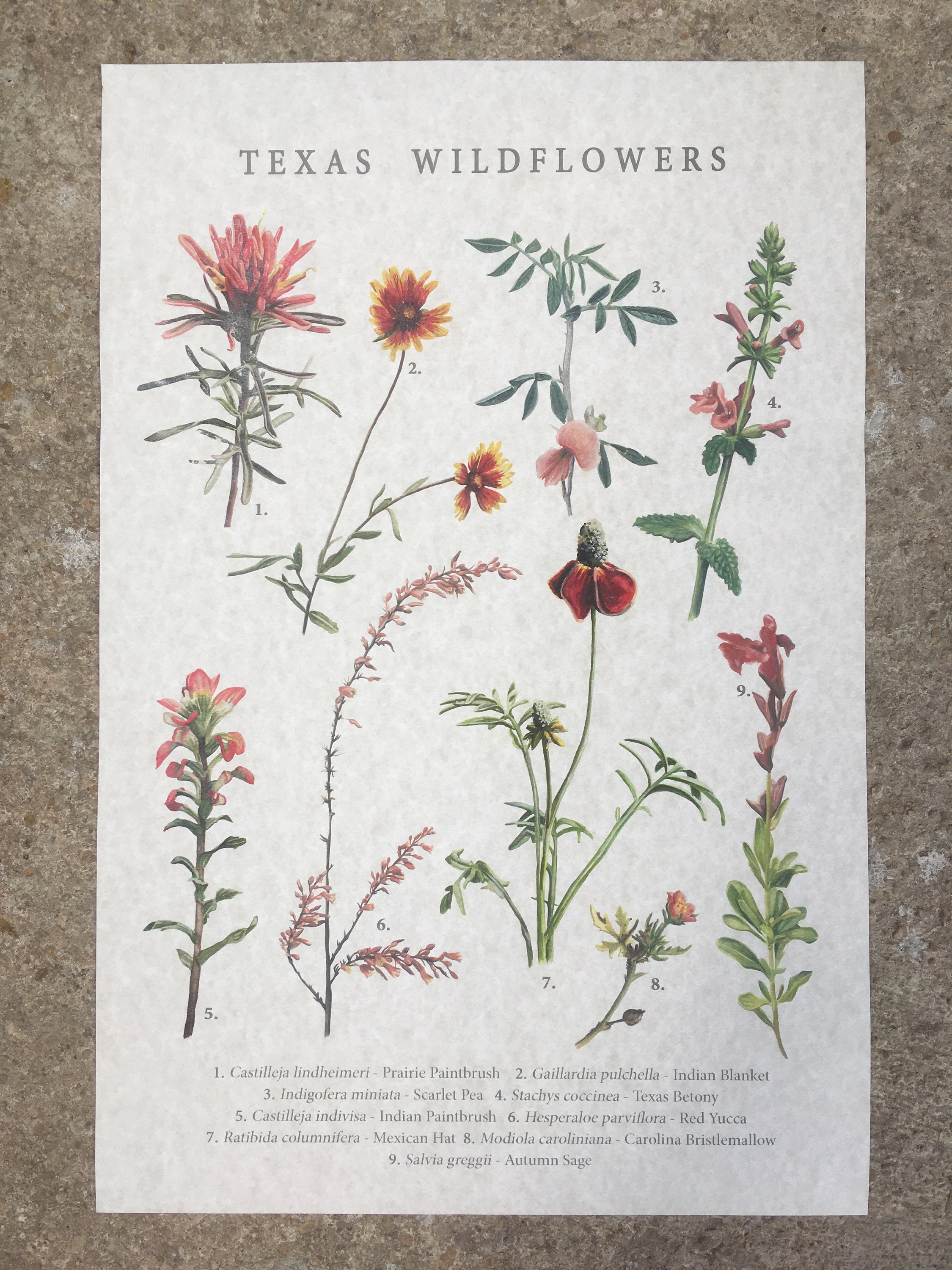 Botanical Texas Red Wildflower Poster - Etsy