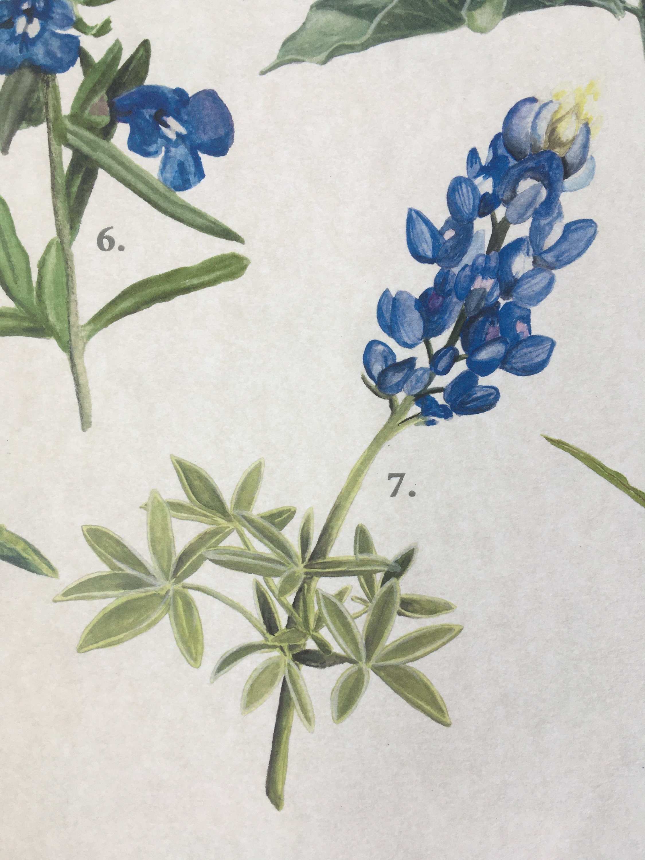 Botanical Blue Texas Wildflower Poster - Etsy