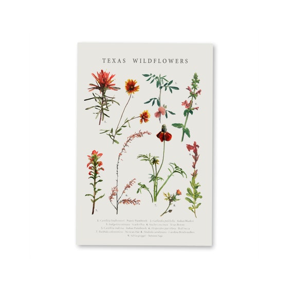 Botanical Texas Red Wildflower Poster - Etsy