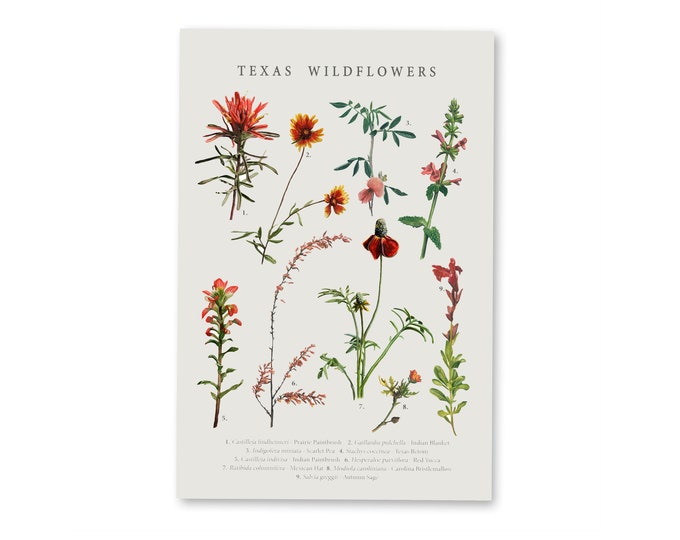 Botanical Texas Red Wildflower Poster - Etsy