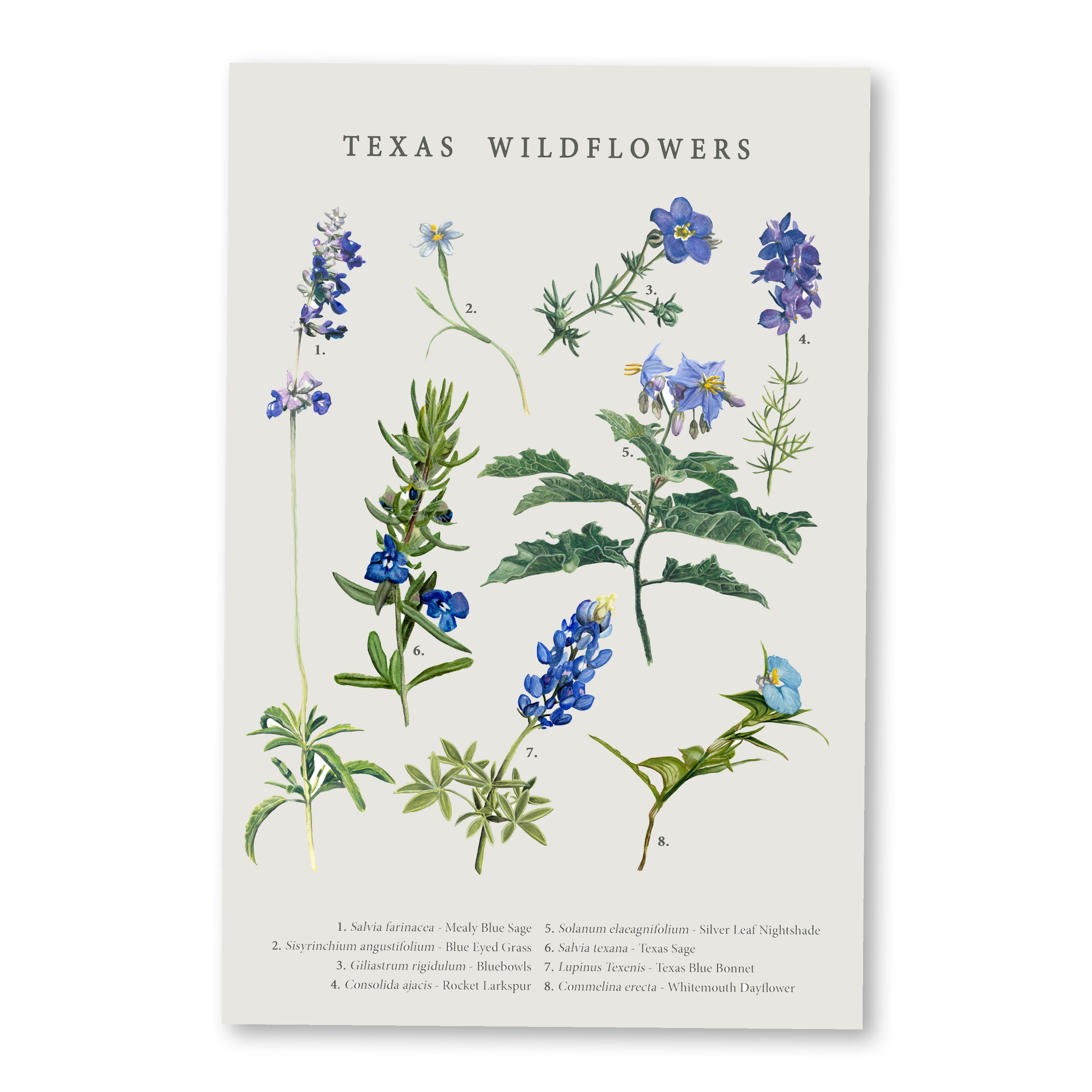 Botanical Blue Texas Wildflower Poster - Etsy