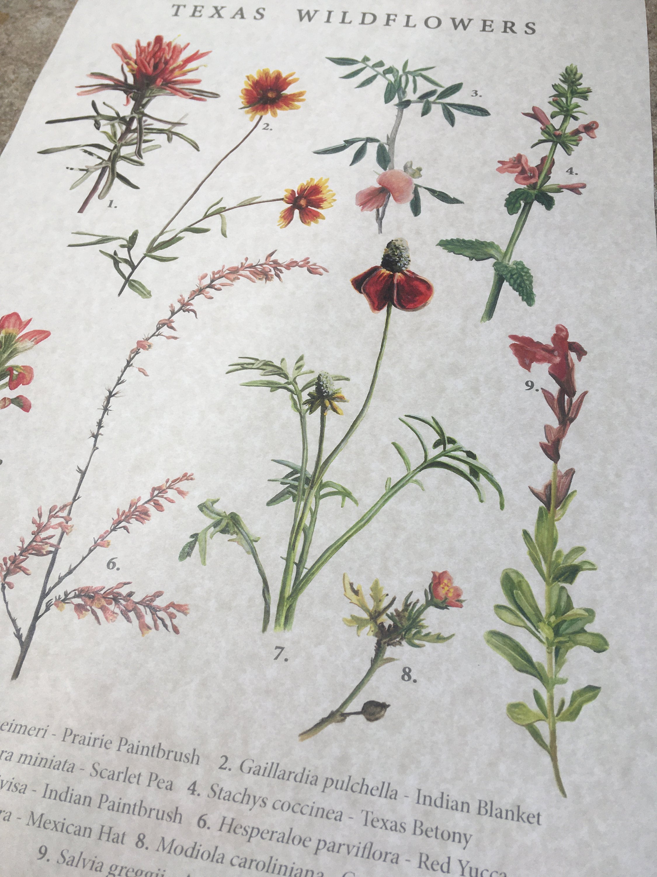 Botanical Texas Red Wildflower Poster - Etsy