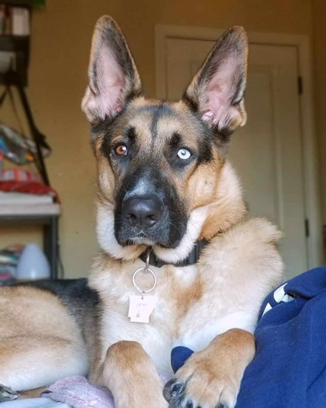 State of Arkansas or Select Your State Pet Name Tag Medium - Etsy