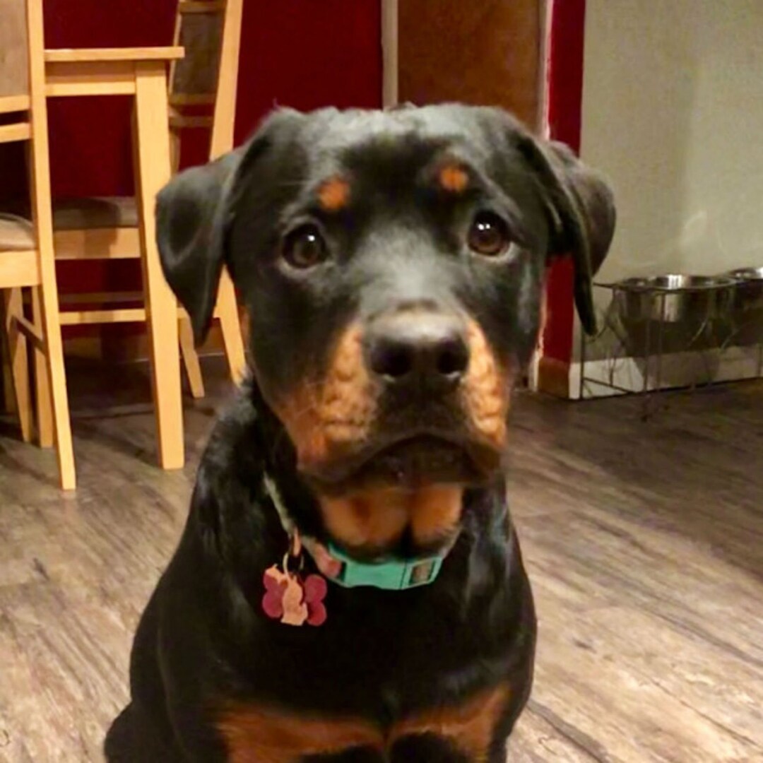 State of Michigan (or Select Your State) Pet Name Tag Medium 1" Max ...