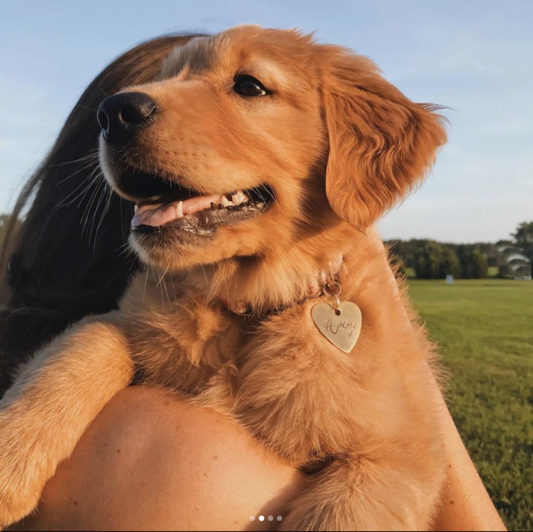 Pet ID Tag for Dogs, Dog Tag, Funny Pet Tags, Cute Pet ID Tags, Dog ...