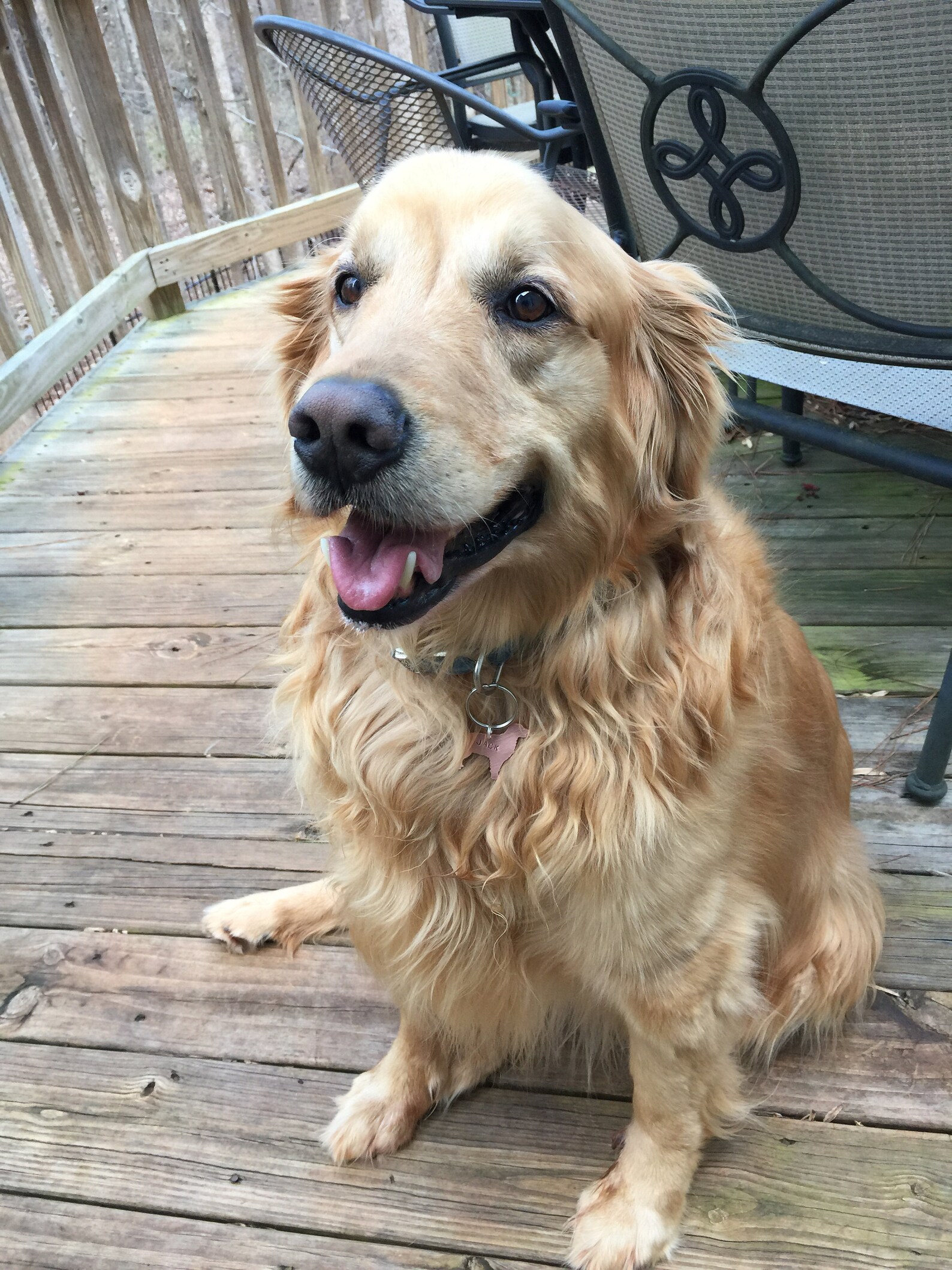 Pomsky (or Select Different Breed) Outline - 1 1/4" Custom Pet Id Tag ...